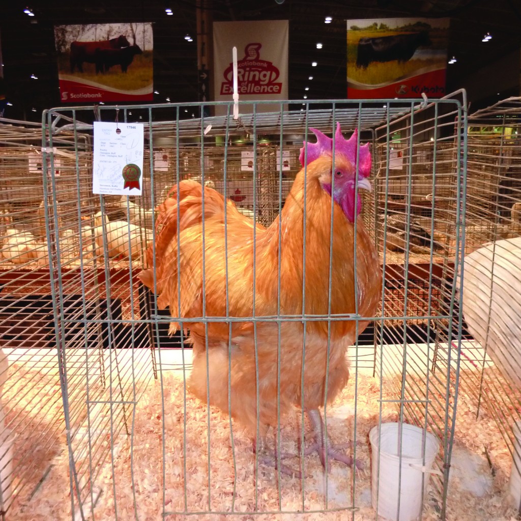 Alberta bird rules the roost at Toronto poultry show - Alberta Farmer ...