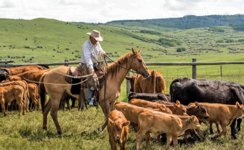 Project aims to put innovation to work on more ranches - Alberta Farmer ...