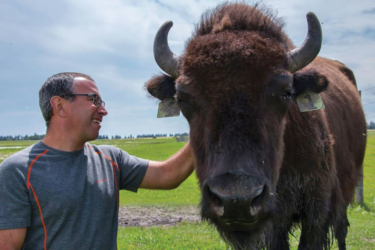 Stress a bison and someone will pay - Alberta Farmer Express
