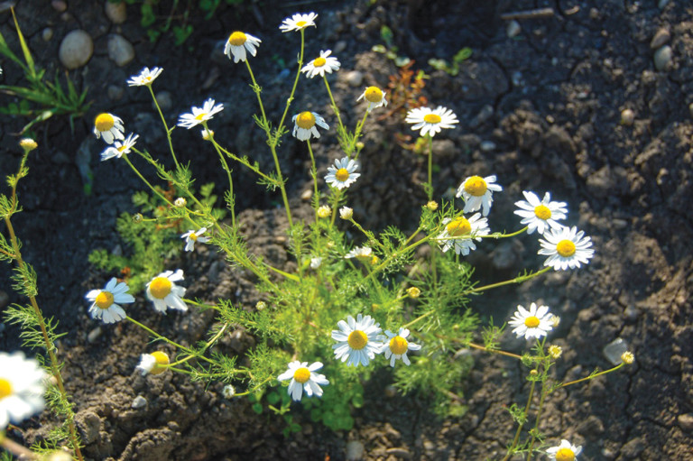 Noxious weed scentless chamomile prolific and problematic