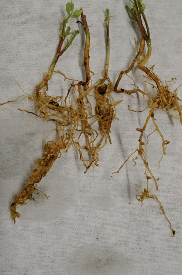 Pea root rot rears its ugly head — and there’s no treatment