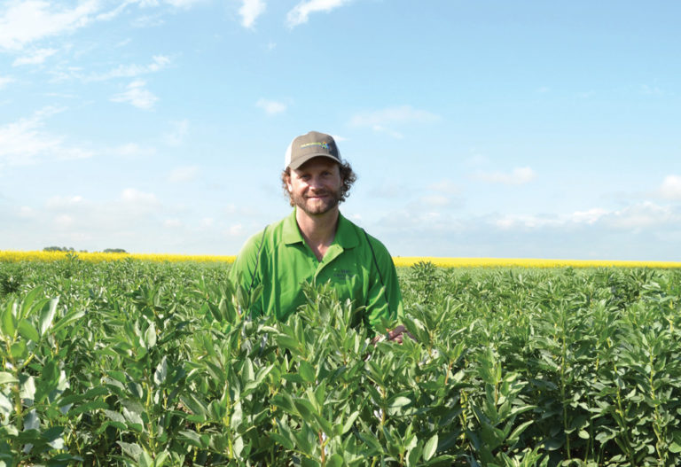 Lentil harvesting and marketing comes with a learning curve