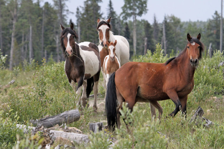 The ‘rescue’ horse - Alberta Farmer Express