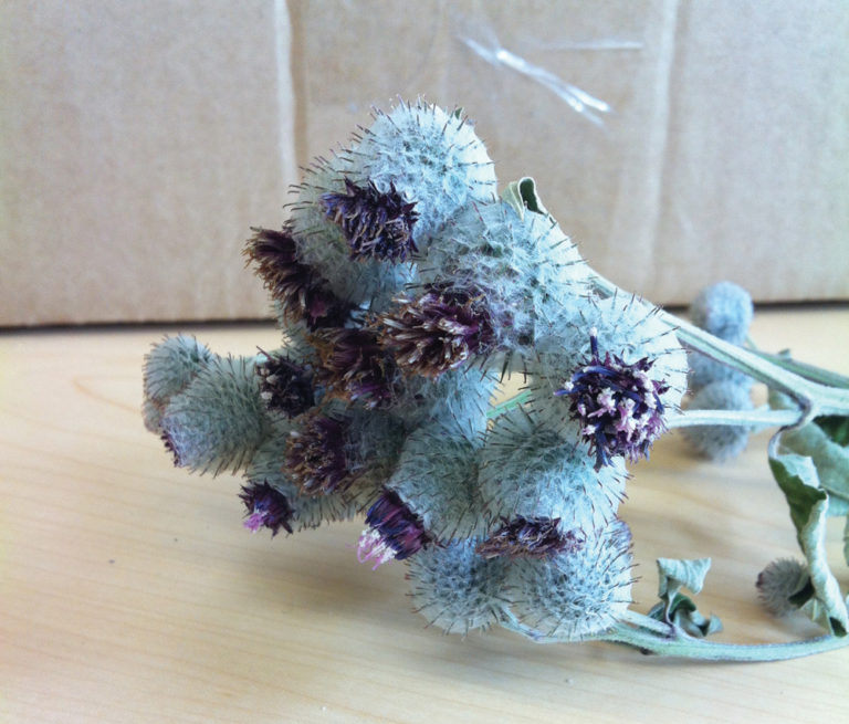 Noxious weed found throughout Alberta