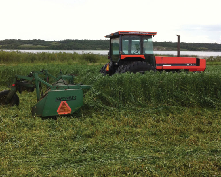 Three ways to manage tough weeds on organic farms - Alberta Farmer Express