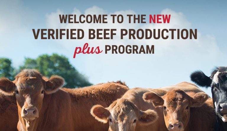 Verified Beef Production Plus launches expanded website - Alberta Farmer Express