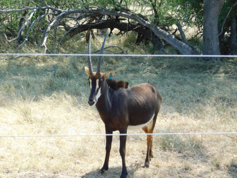 South African ranchers are ‘game’ for raising wildlife - Alberta Farmer ...