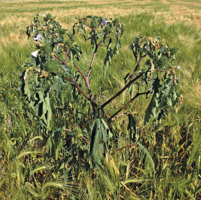 Baby's breath. A noxious weed that's a wolf in sheep’s clothing