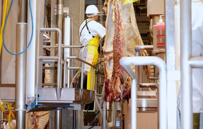 New Harmony Beef plant ramping up | Alberta Farmer Express