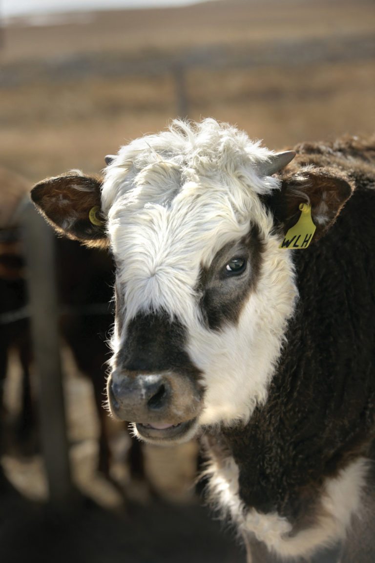 Five tips for managing parasites in beef cattle