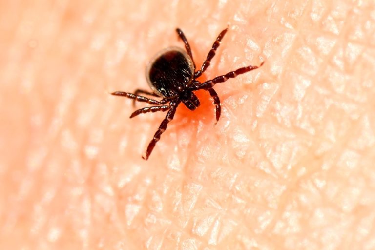 Tick season now underway - Alberta Farmer Express