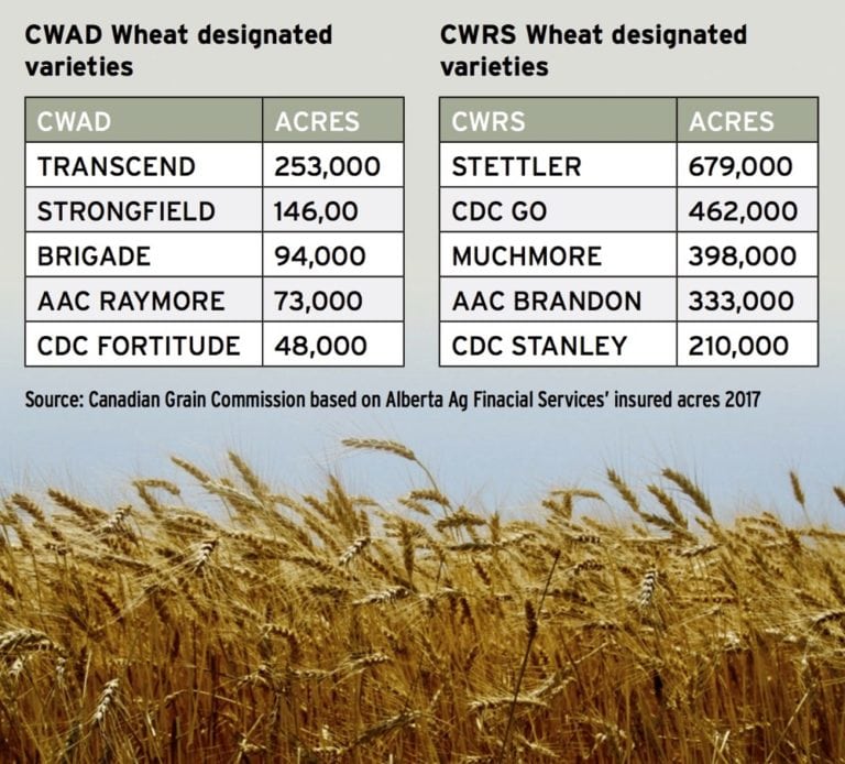 Wheat varieties to keep an eye on - Alberta Farmer Express