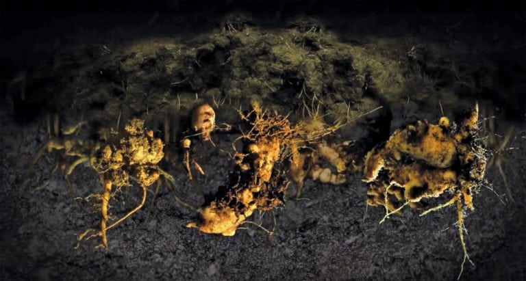 Researcher offers ‘gospel’ to control clubroot before it spreads ...