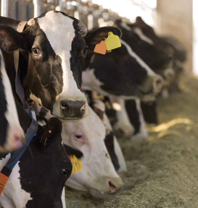 Alberta Milk’s new-entrant program taking applications - Alberta Farmer ...