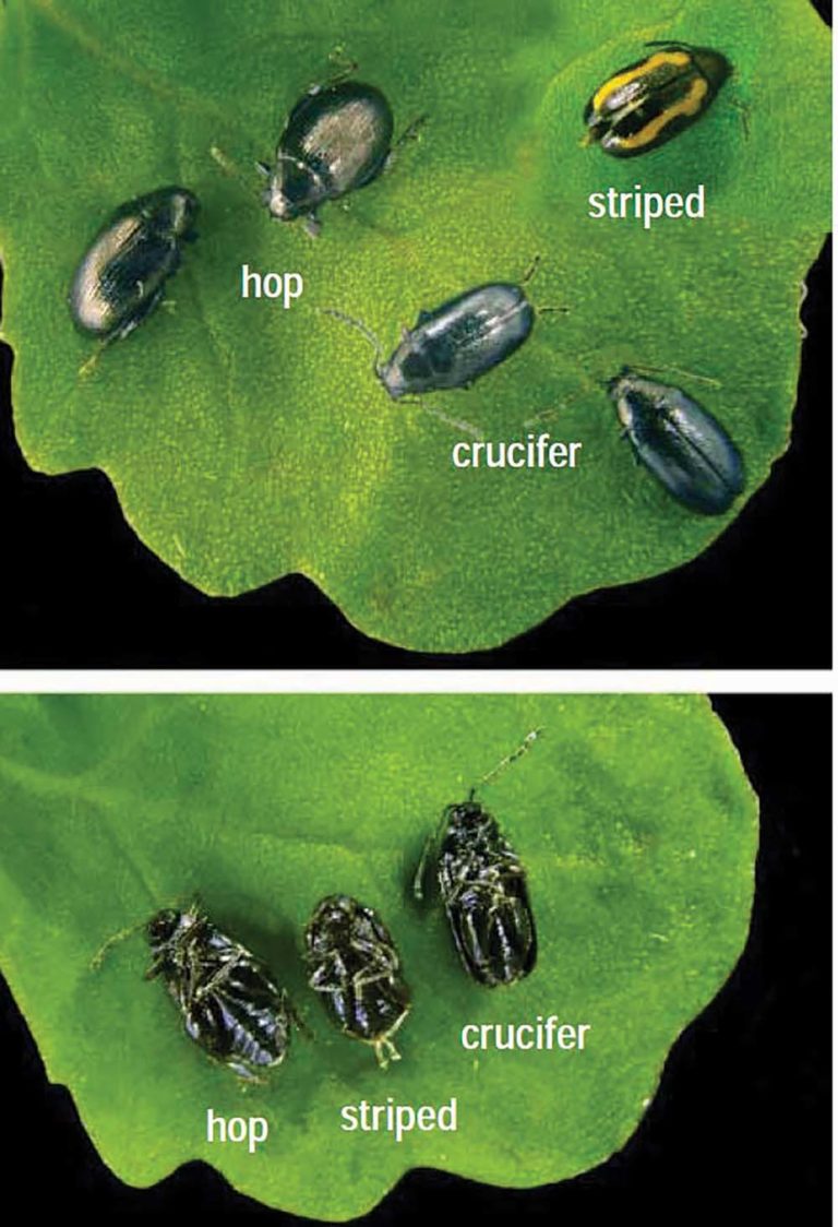 Flea beetles: more species, more territory - Alberta Farmer Express
