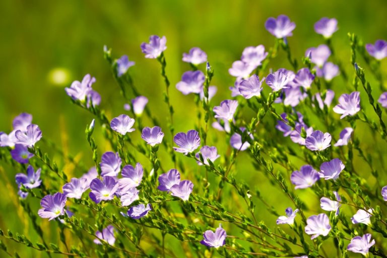 Eight tips for growing flax - Alberta Farmer Express