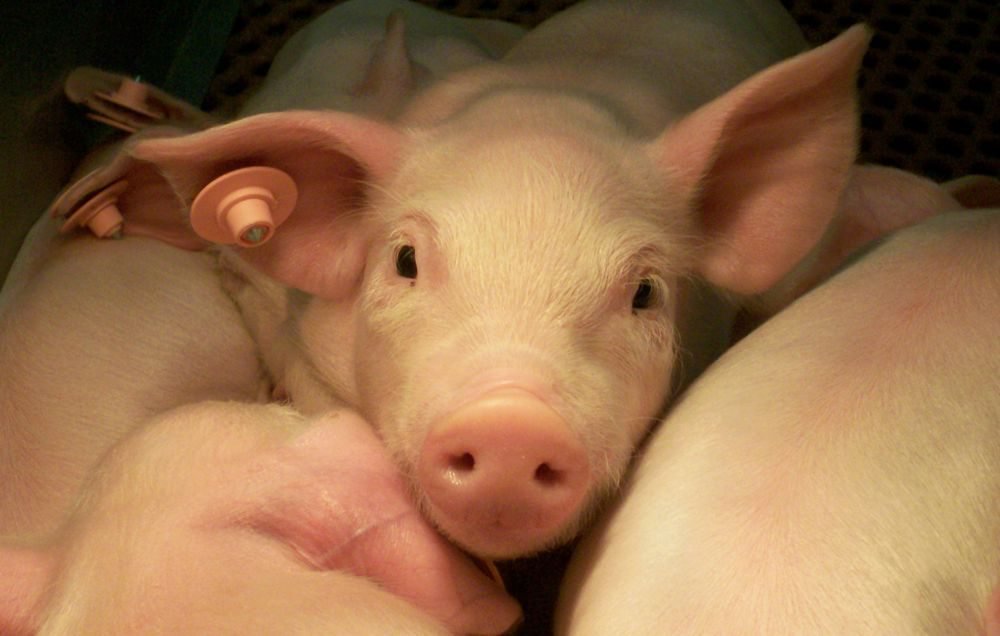 U.S. to revoke pig drug approval over cancer risk concern - Alberta ...