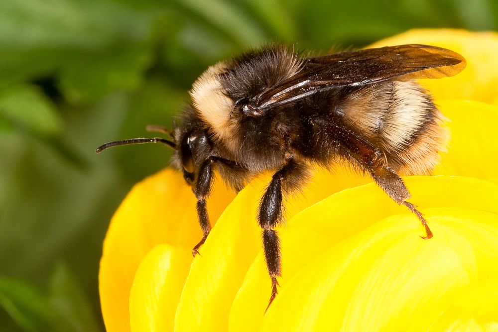 U.S. study links bumblebee declines to fungicide use - Alberta Farmer ...