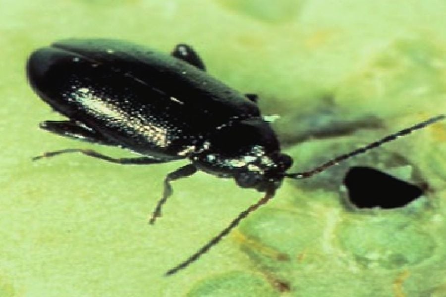 Neonic phase-out may limit flea beetle control tools - Alberta Farmer ...