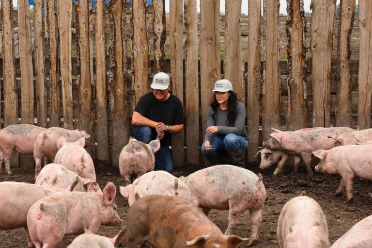 Millennial couple takes outdoor hog farming to the next level - Alberta ...