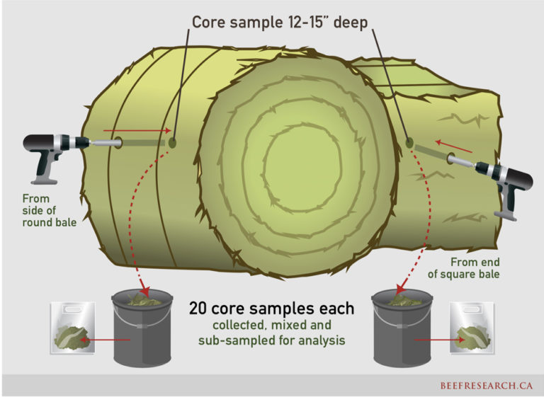 Two new livestock feed testing tools to help identify nutritional issues