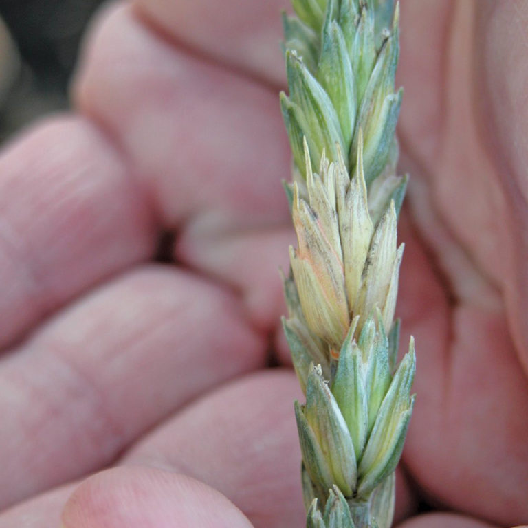 The rains came and crop disease pathogens couldn’t be happier - Alberta ...