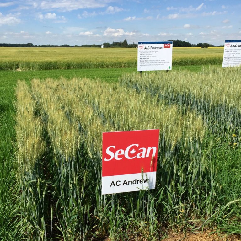 Malt driving demand for soft white spring wheat - Alberta Farmer Express