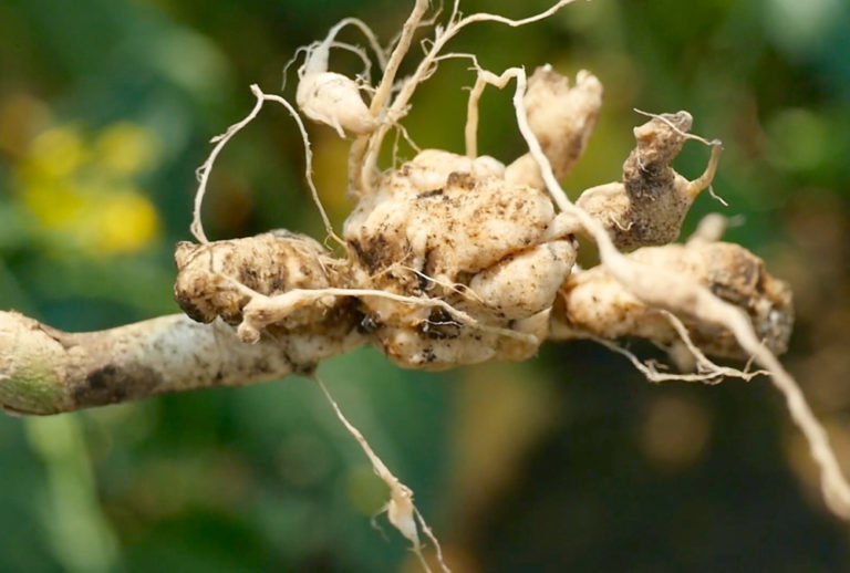 New video on how to manage clubroot - Alberta Farmer Express