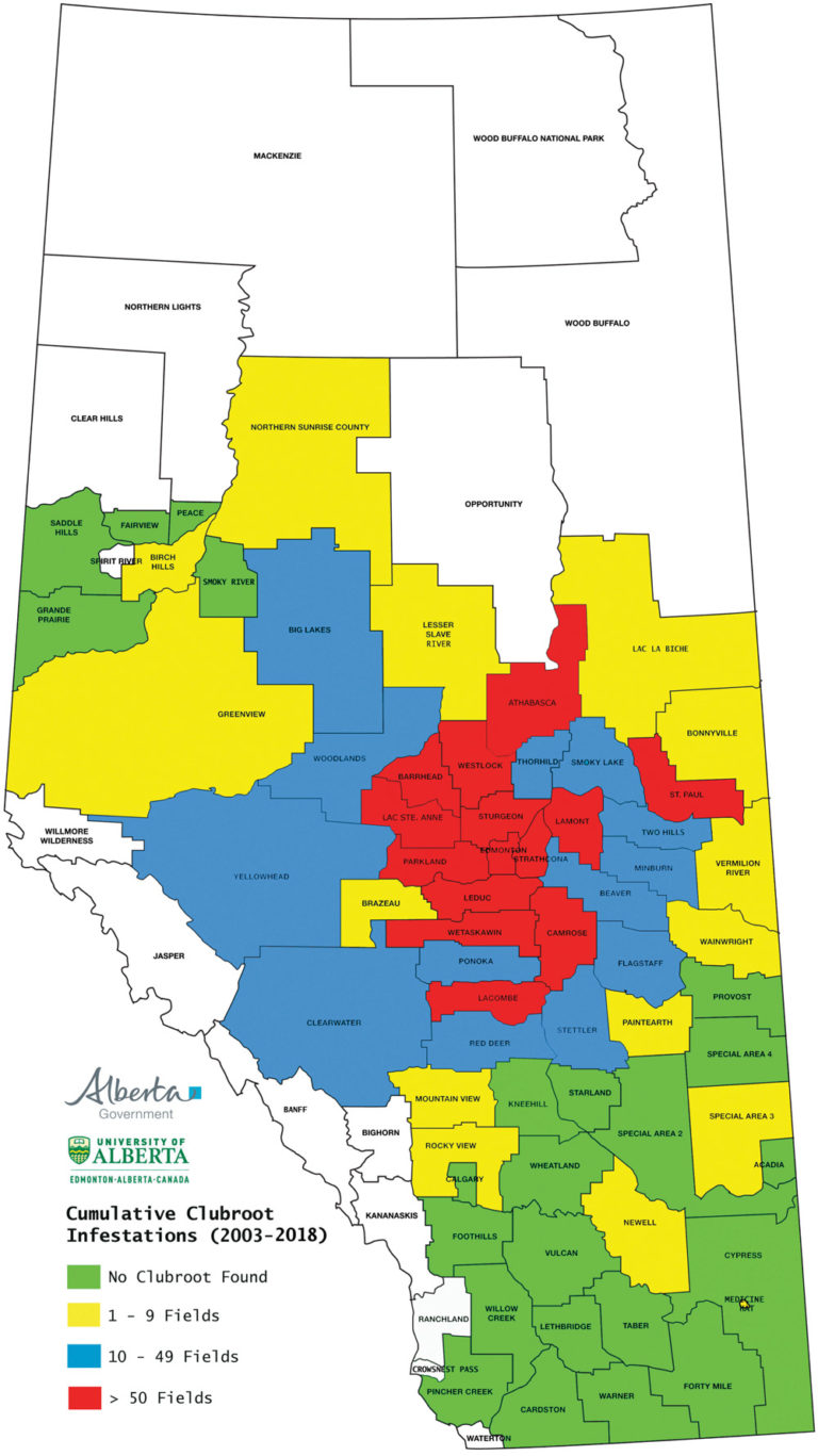 New clubroot strain found in Manitoba sends a message to all canola ...