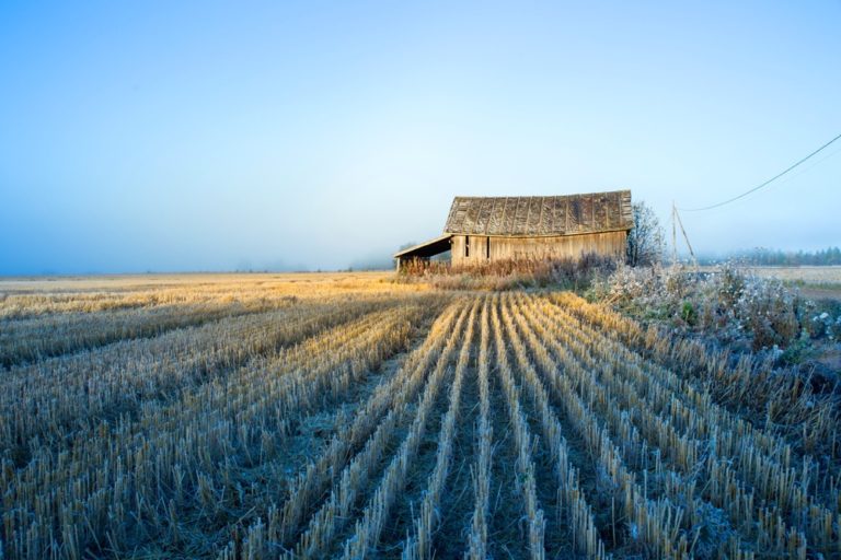A big swing in Alberta’s crop outlook - Alberta Farmer Express