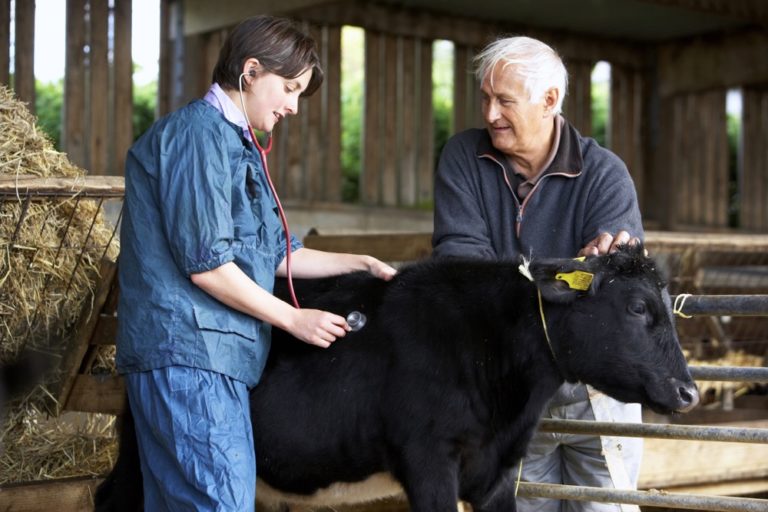 Checking cattle for pregnancy: Rectal palpation versus ultrasound