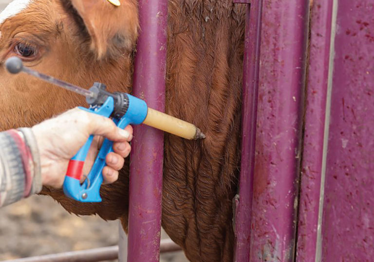 Preventing And Treating Allergic Reactions In Cattle | Alberta Farmer ...
