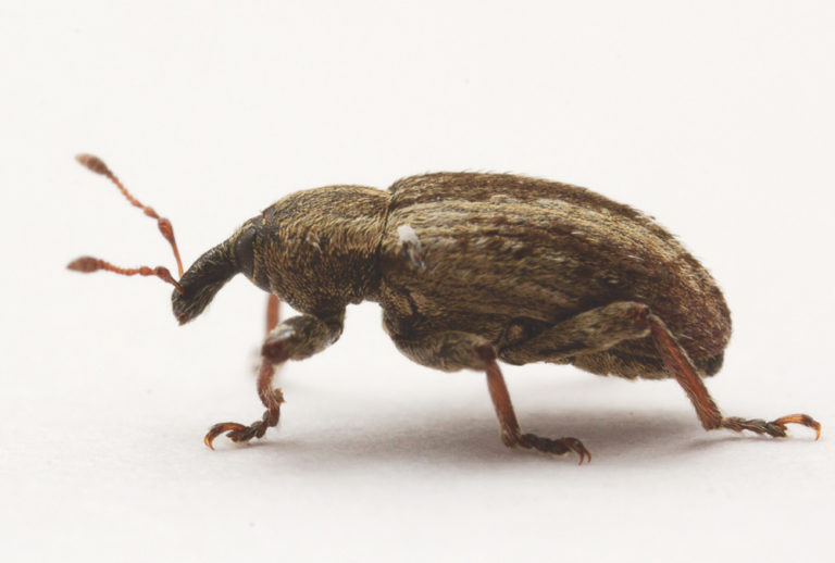 Resistant insect populations growing in southern Alberta - Alberta ...