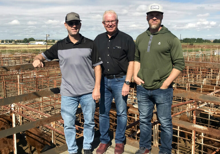 Online cattle sales on the rise, but live auctions not going anywhere ...