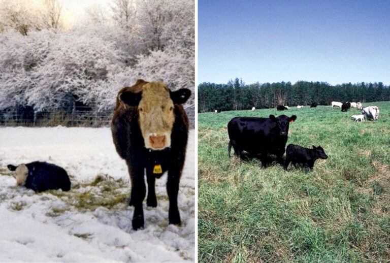 The right time for calving depends on your farm — and you - Alberta ...