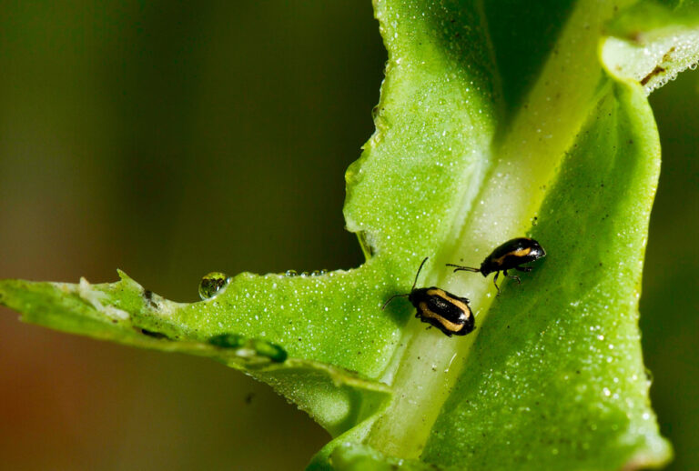 Average year expected for insect pests in Alberta - Alberta Farmer Express