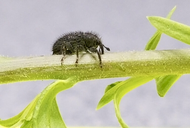 There’s foreign workers in the bug world, too — and they attack weeds ...