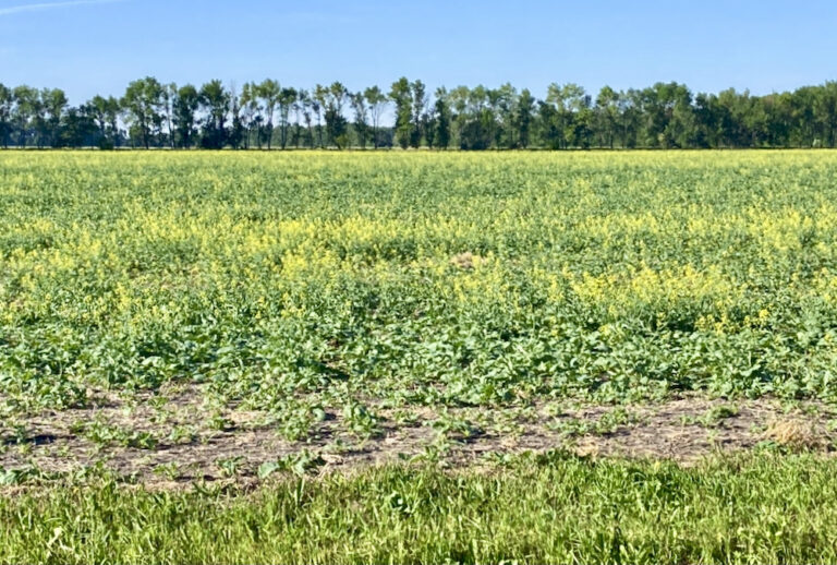 When using canola for forage keep these factors in mind - Alberta ...