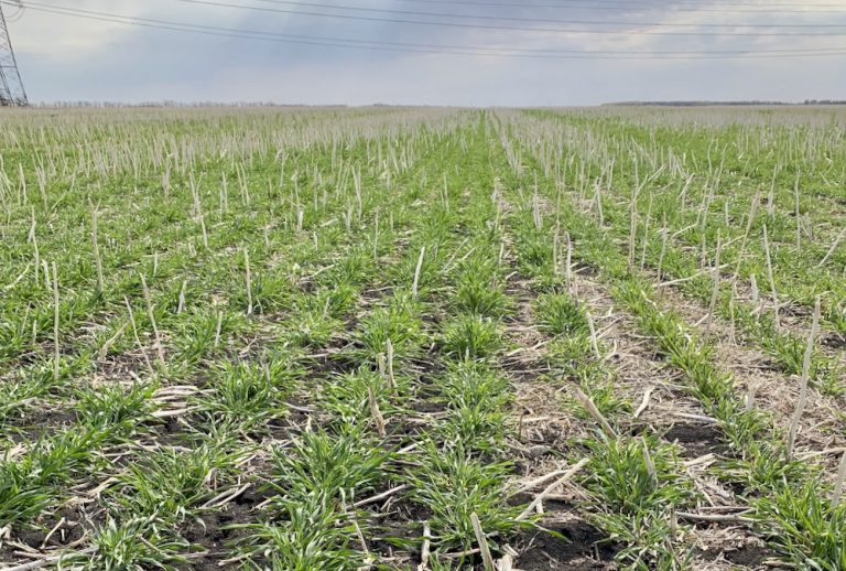 Hybrid rye brings flexibility and vigour for cattle feeders - Alberta ...
