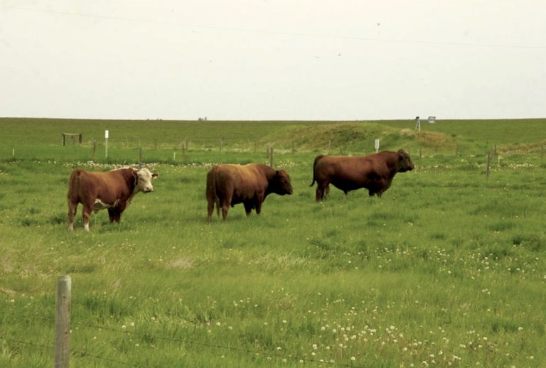 A guide to selecting the perfect heifer bull - Alberta Farmer Express
