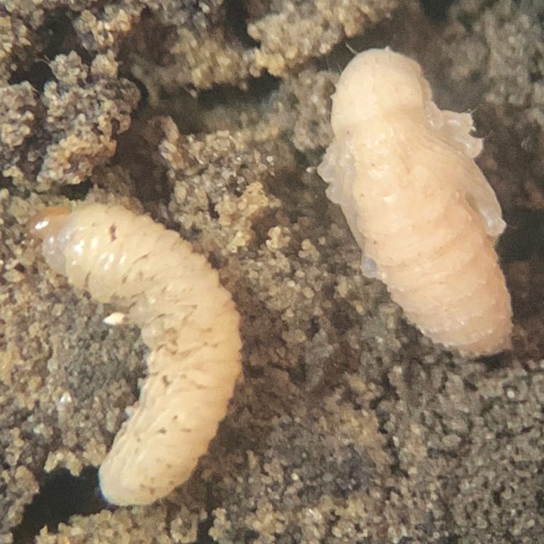 Tiny pea leaf weevil spreads across vast prairie landscape - Alberta ...