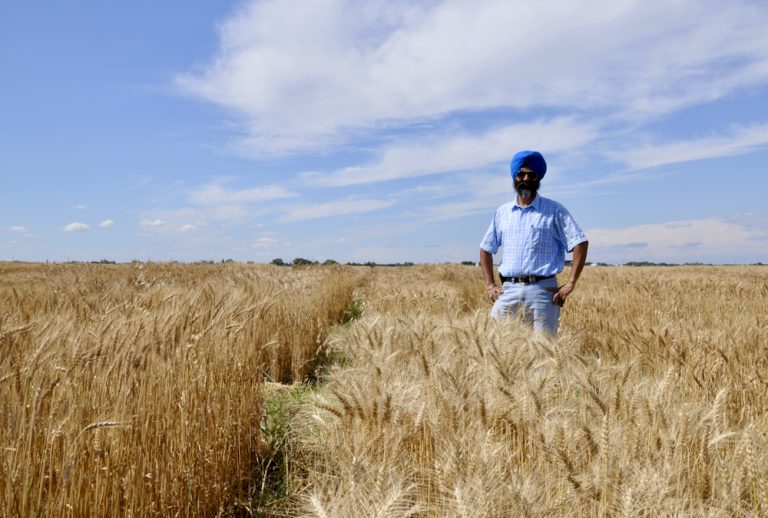 The quest for drought-tolerant wheat heats up - Alberta Farmer Express