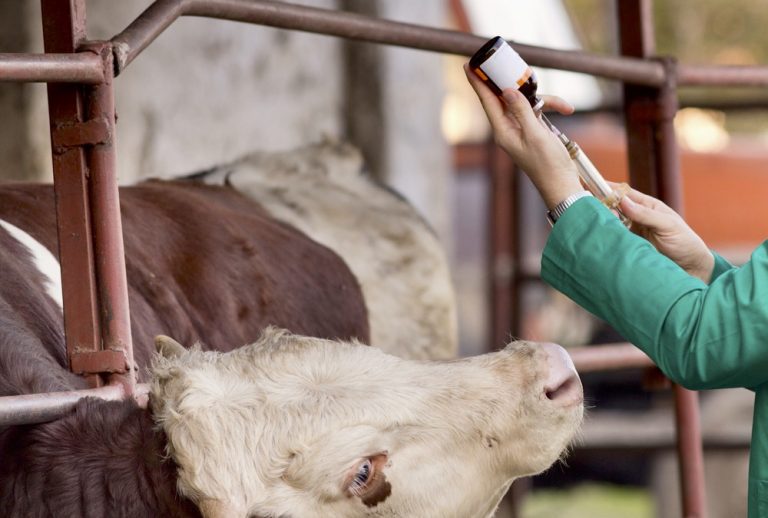 Technique matters when administering oral products - Alberta Farmer Express