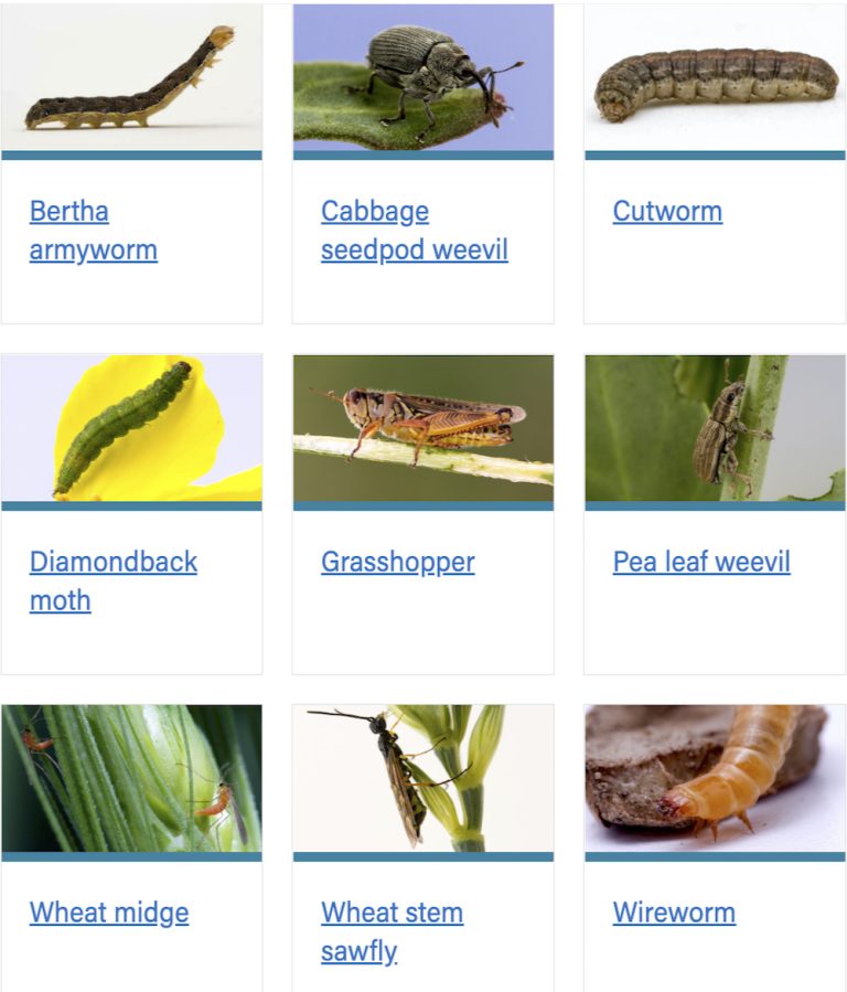 Pest survey results and maps now available - Alberta Farmer Express