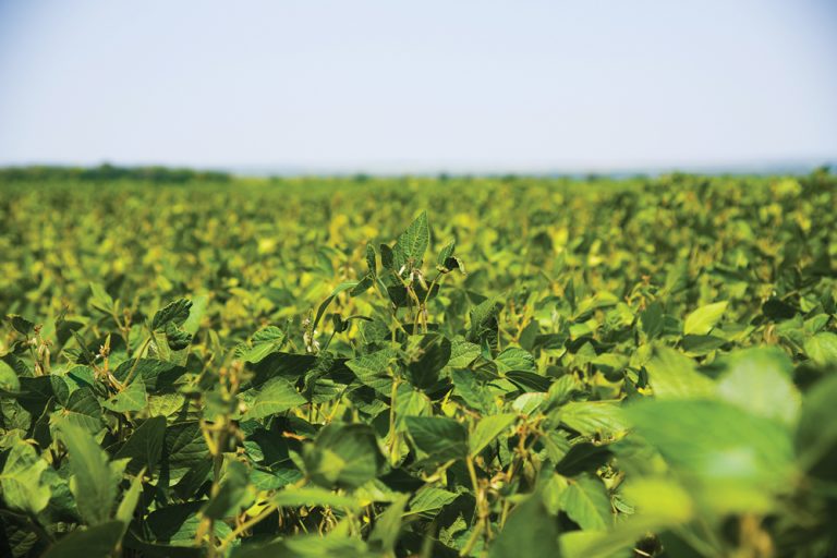 Growing resistance drives new fungicide for pulses - Alberta Farmer Express