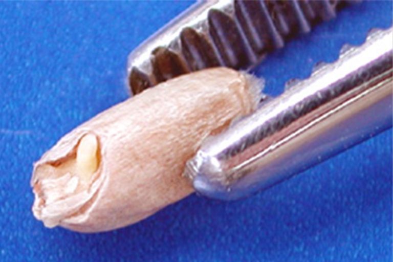 Grain grading guide to tighten definition of 'severely' sprouted wheat ...