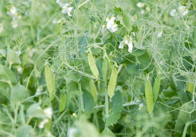 What pulse should I plant? - Alberta Farmer Express