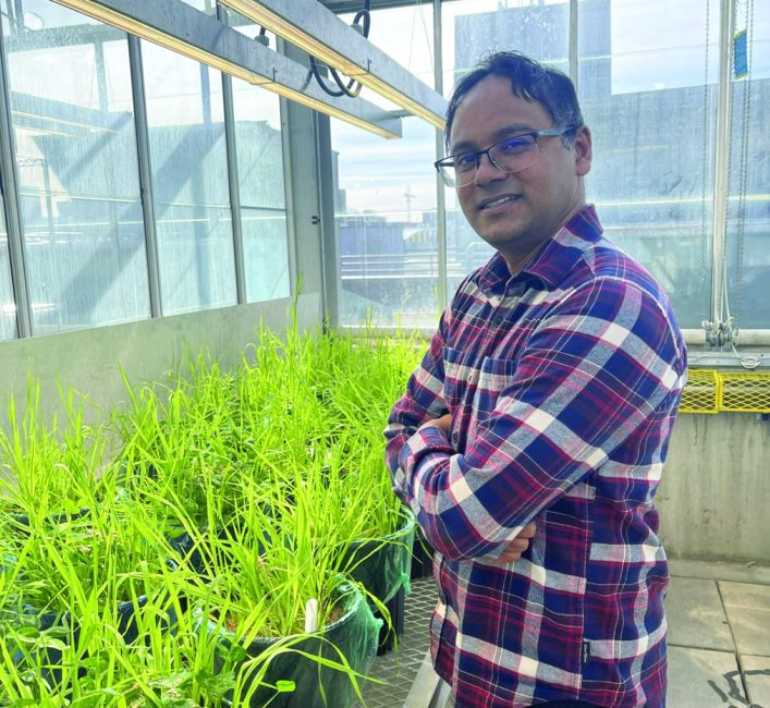 Humalite can improve nitrogen use efficiency, U of A data suggests