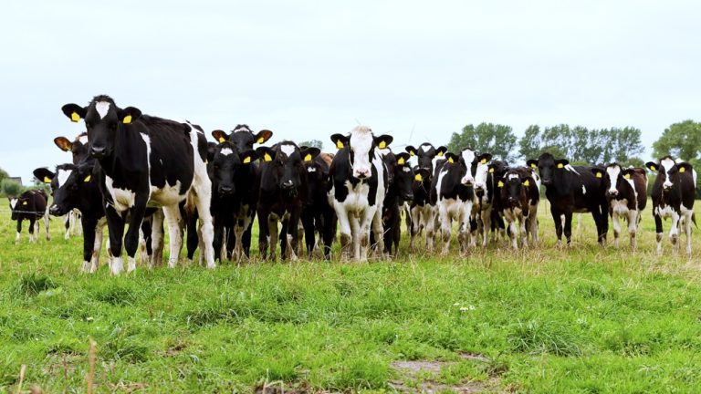 Alberta Milk’s new-entrant program now open - Alberta Farmer Express