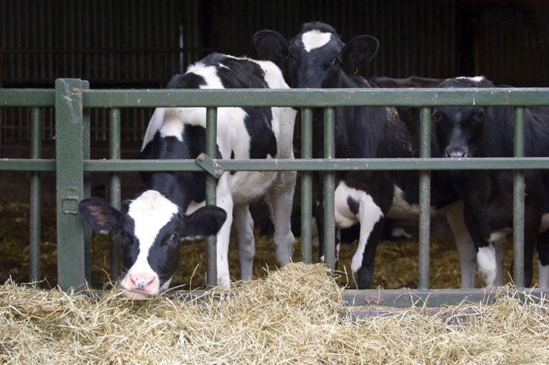 U.S. FDA clears methane-reducing feed additive Bovaer - Alberta Farmer ...